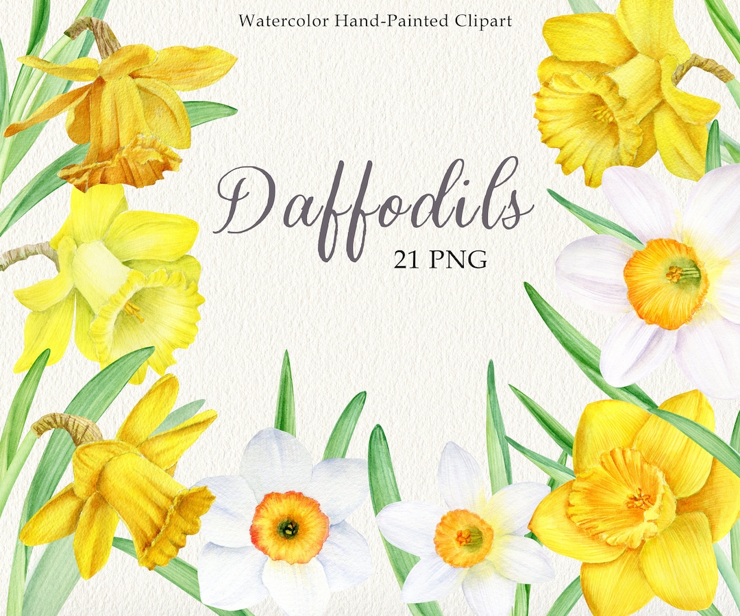 Watercolor Daffodils Clipart Set. Hand Painted Spring Flowers PNG Clip ...