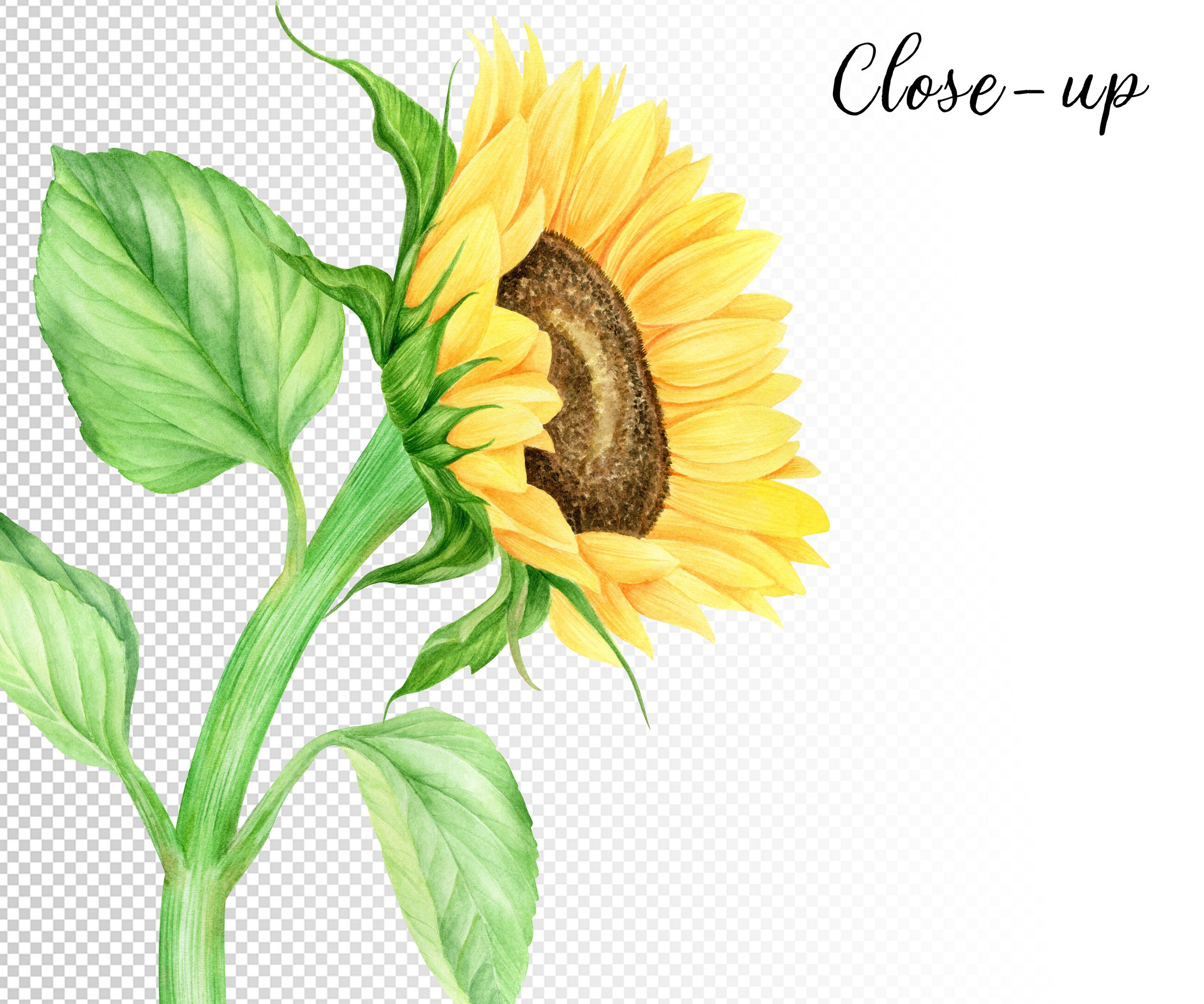 Watercolor Sunflowers Clipart Set. Summer Flowers PNG Clip | Etsy