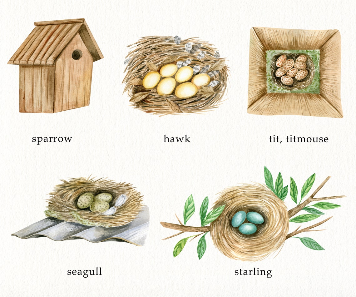 Watercolor Birds Nests and Eggs Clipart. Hand Painted Birds - Etsy