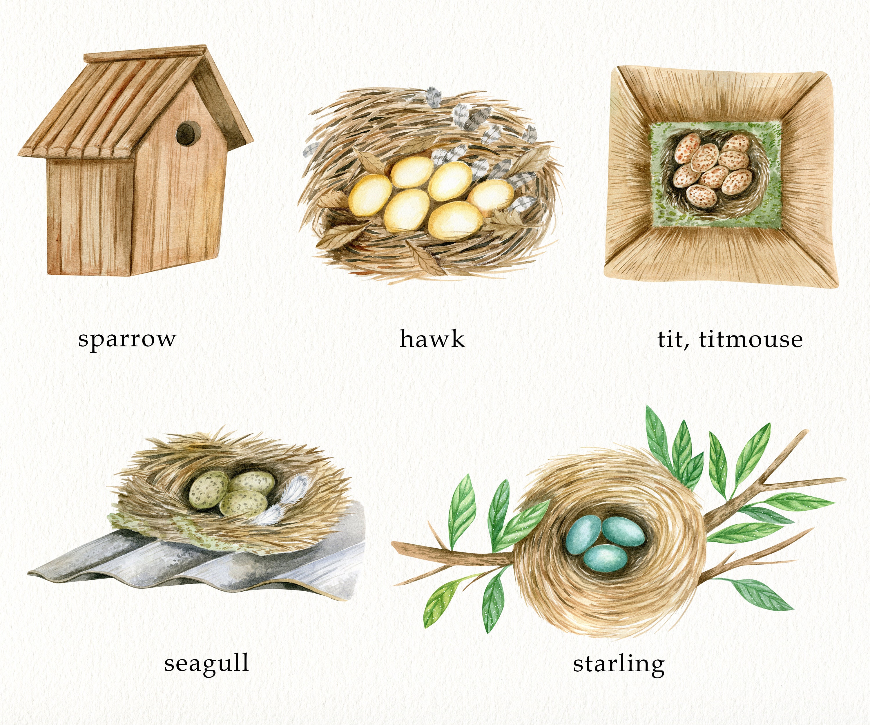 Watercolor Birds Nests and Eggs Clipart. Hand Painted Birds Houses ...