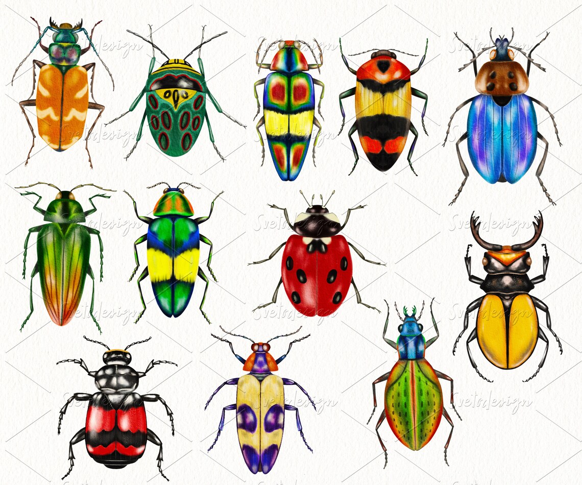Watercolor Beetles Clipart Bug Insects Bug Catching - Etsy