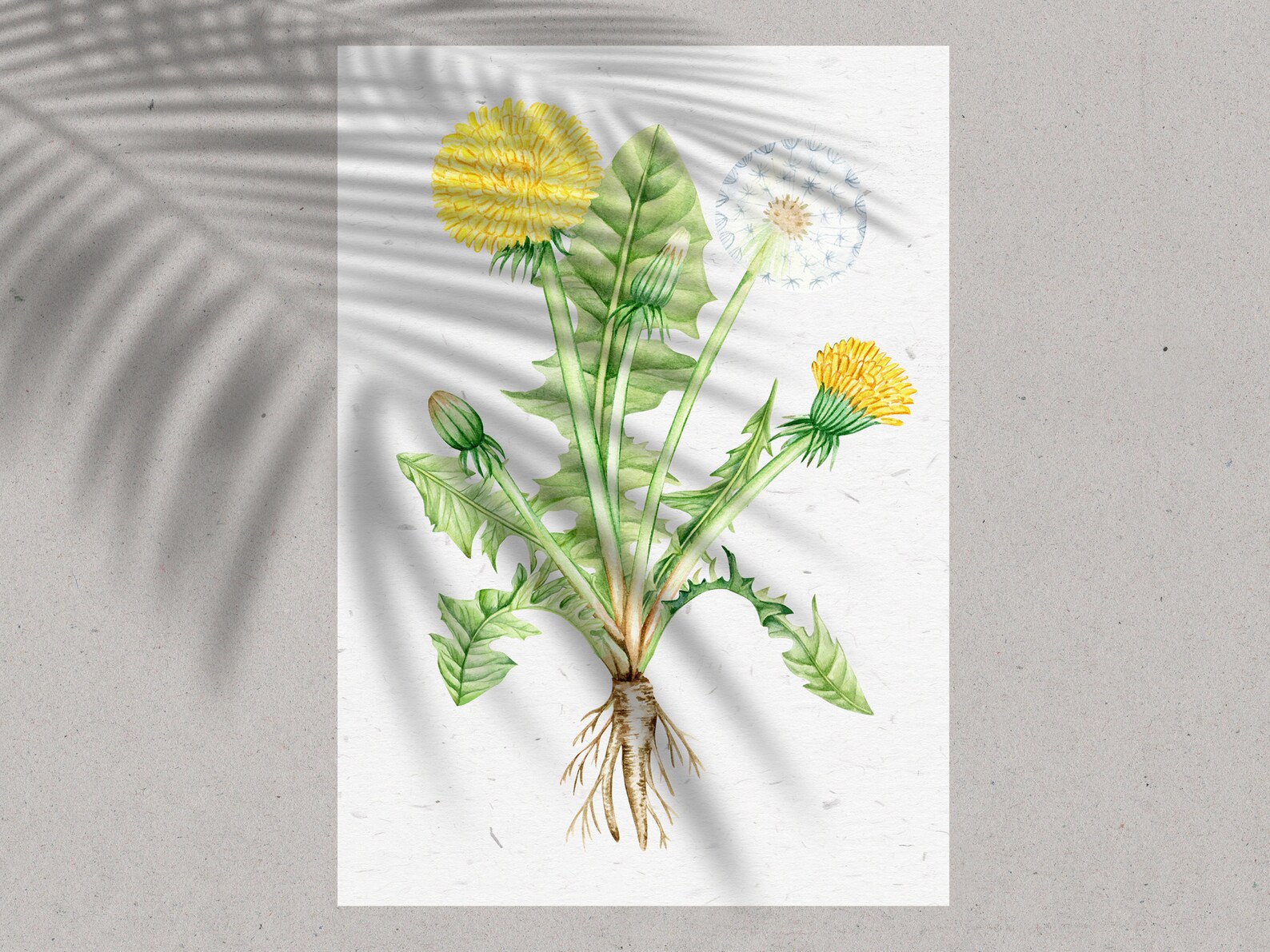 Watercolor Dandelion Floral Clipart. Hand Painted Yellow Spring Flowers ...