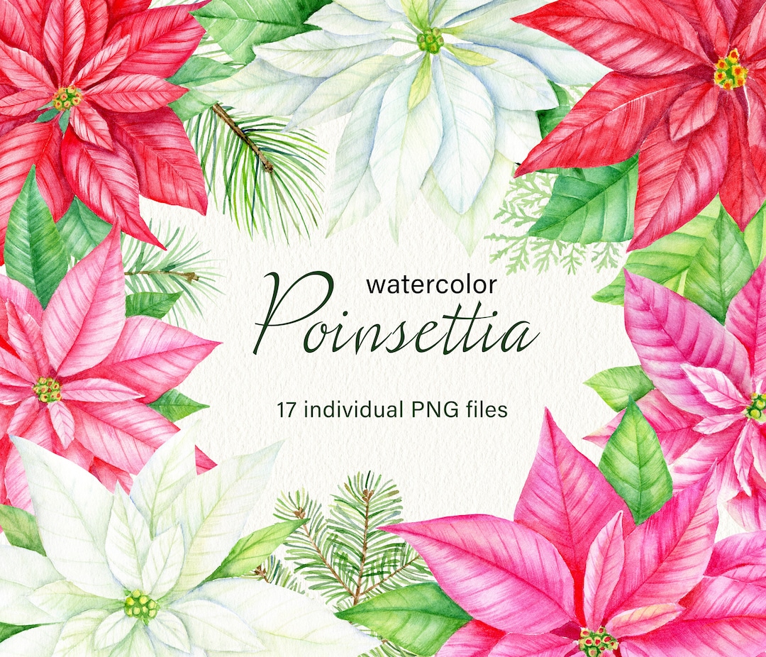 Watercolor Christmas Poinsettia Clipart. Winter Watercolor Hand Painted ...