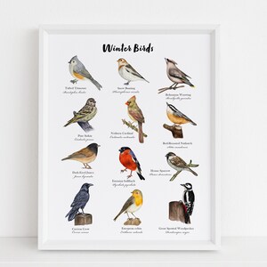 Winter Birds Illustration, Bird Poster, Nature, Educational Poster ...