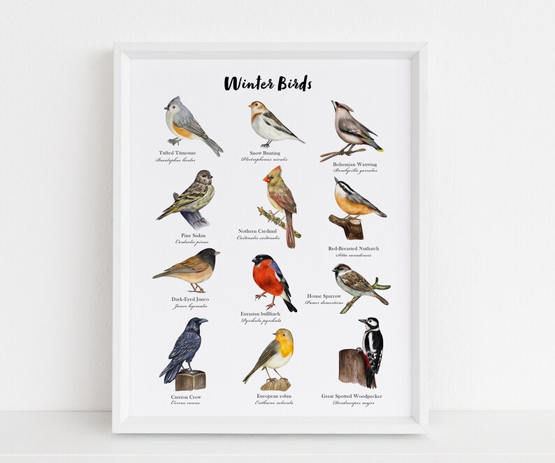 Winter Birds Illustration, Bird Poster, Nature, Educational Poster ...