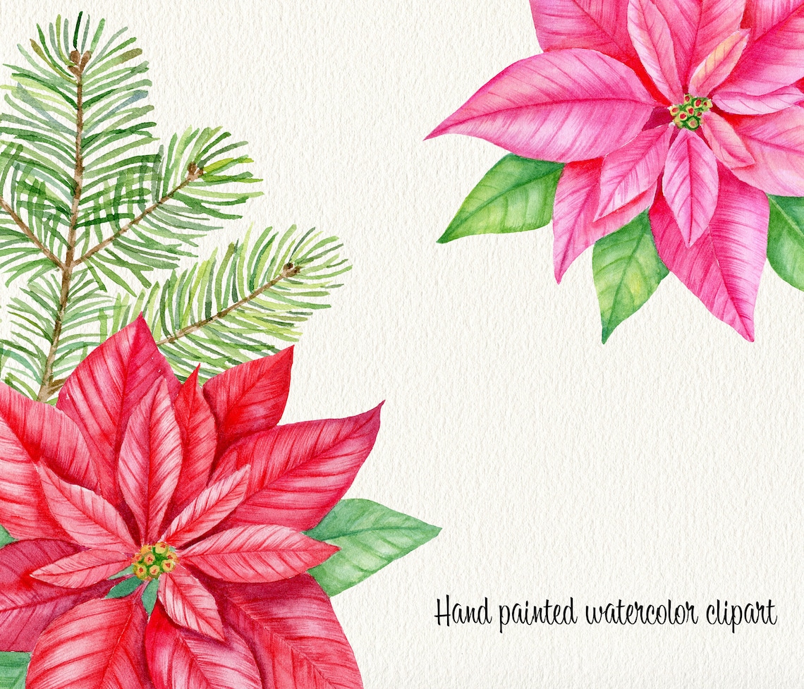 Watercolor Christmas Poinsettia Clipart. Winter Watercolor - Etsy