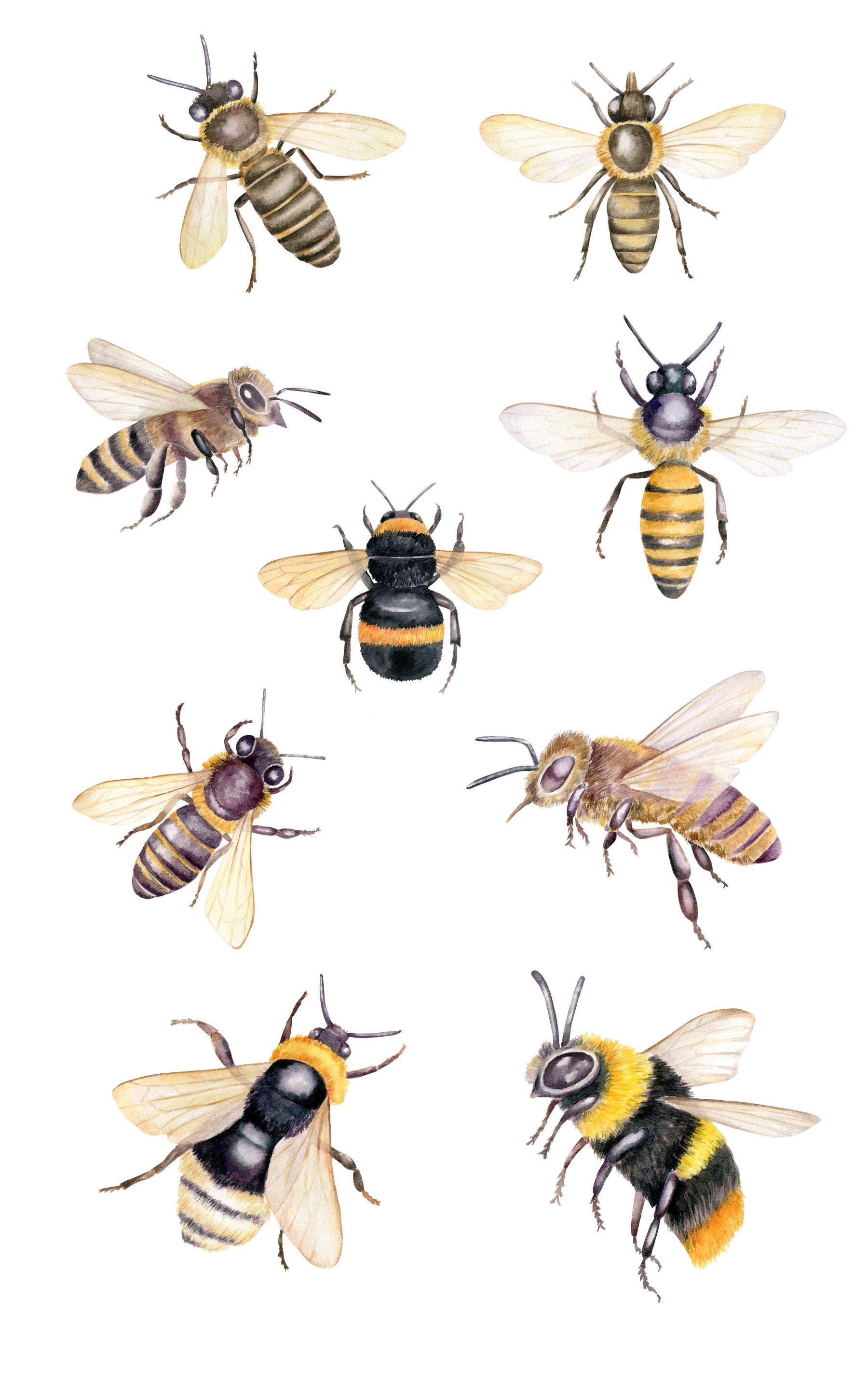 Watercolor Honey Bee Clipart Set. Hand Painted Vintage Insects - Etsy