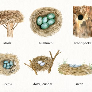 Watercolor Birds Nests and Eggs Clipart. Hand Painted Birds Houses ...