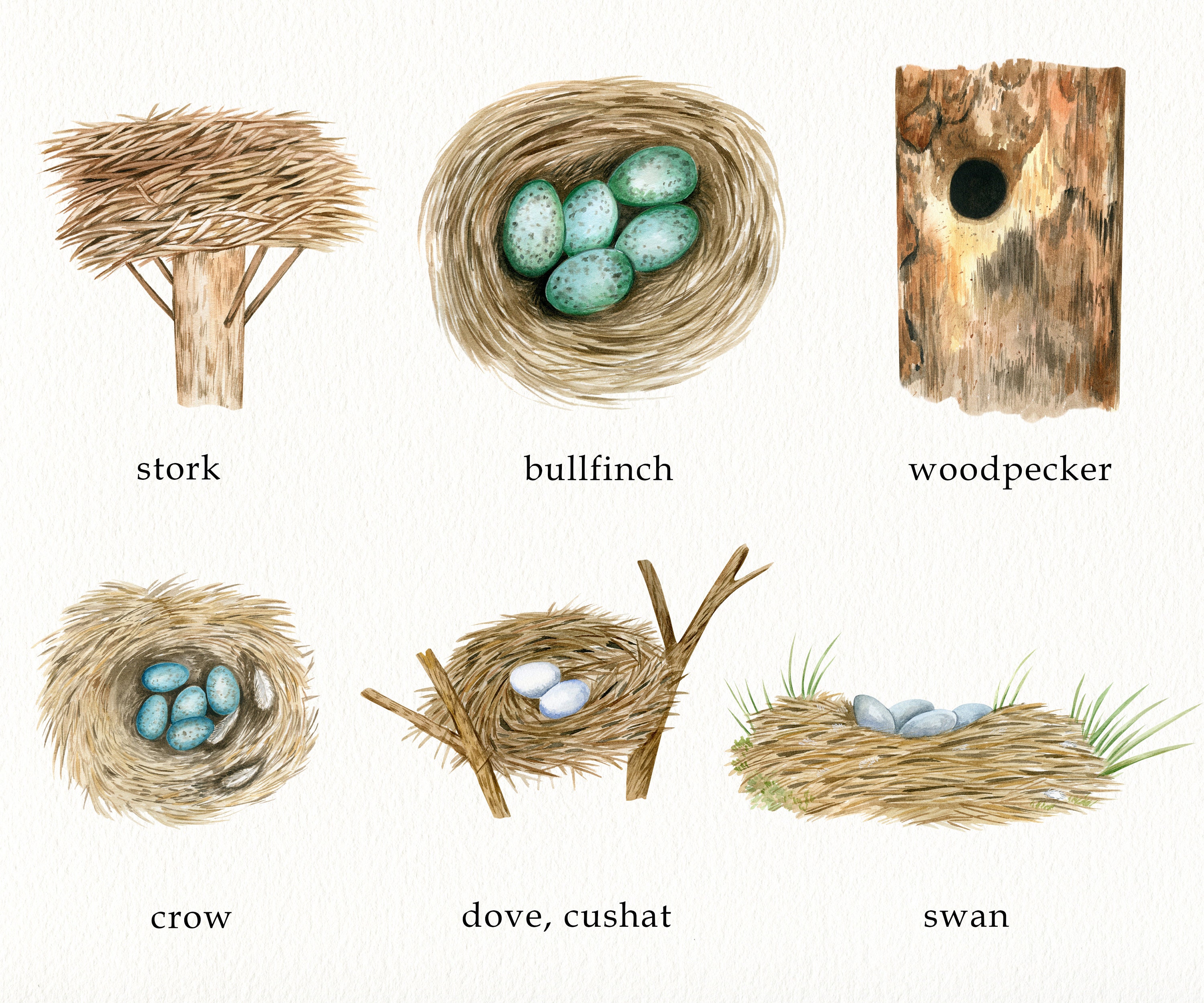 Watercolor Birds Nests and Eggs Clipart. Hand Painted Birds Houses ...