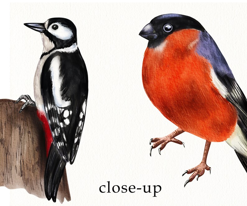 Watercolor Birds and Their Nests Clipart. Hand Painted Birds Houses ...