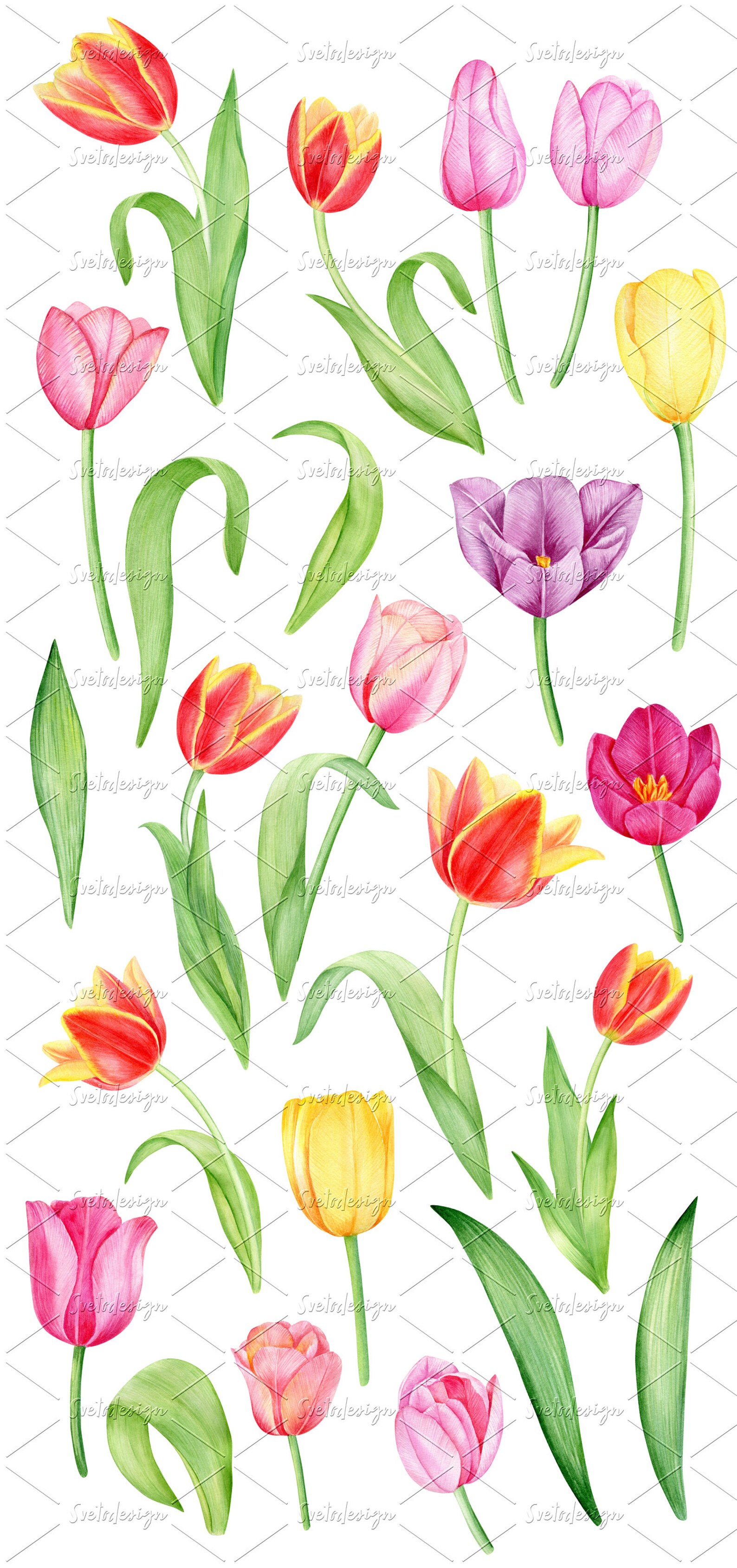 Watercolor Tulips Clipart. Hand Painted Spring Pink Red and - Etsy