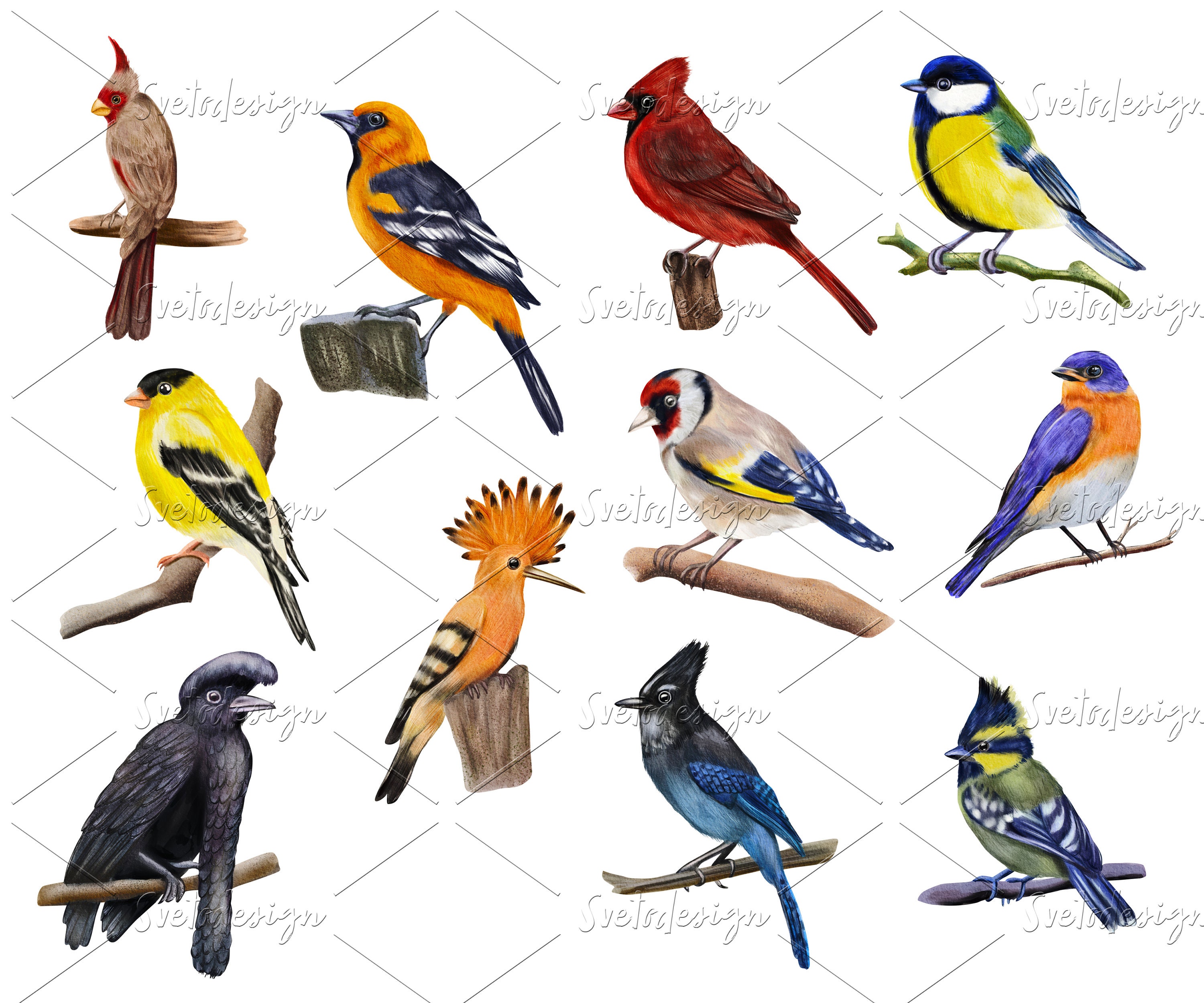 Watercolor Birds Clipart. Hand Painted Small Birds Set. Spring | Etsy