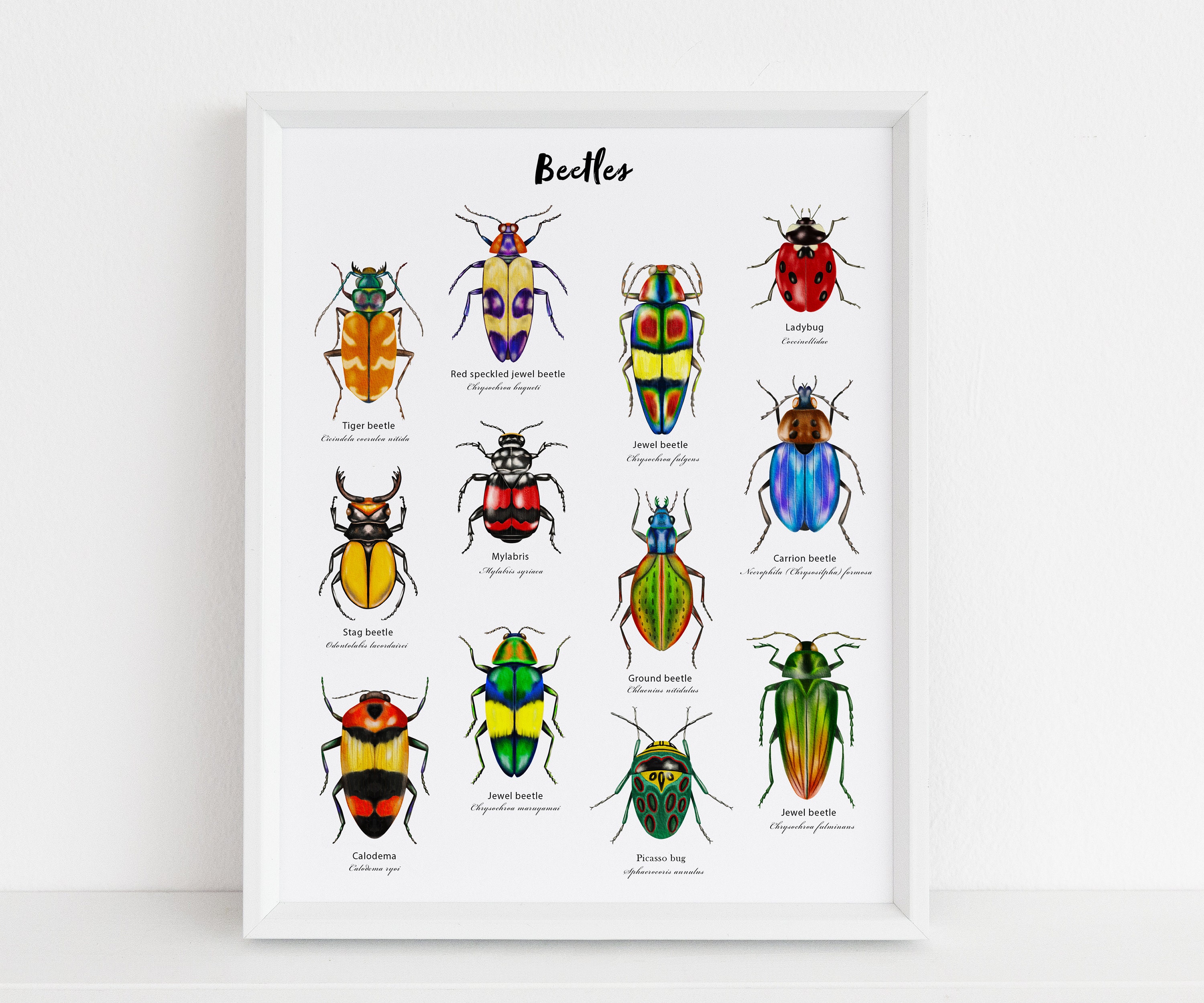 Watercolor Beetles Illustration Bug Poster Educational - Etsy