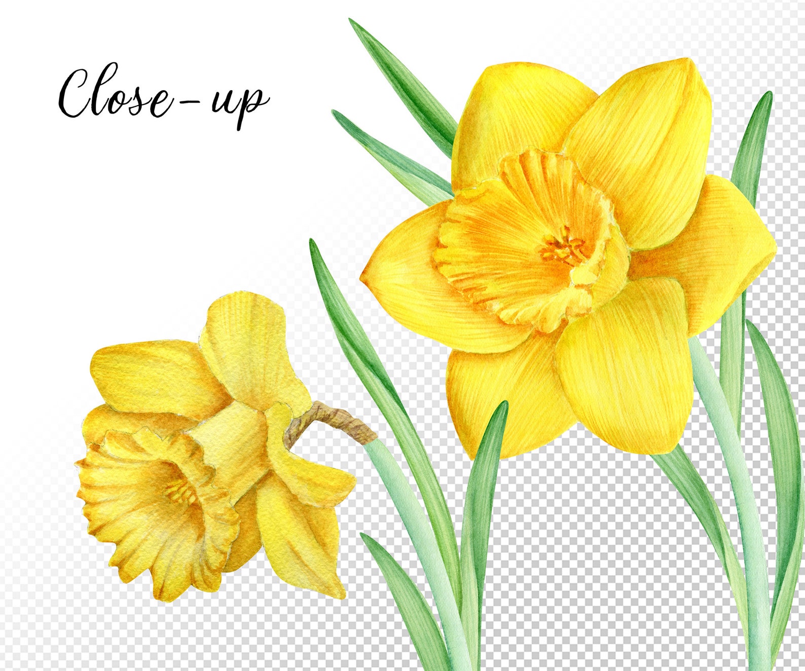 Watercolor Easter Rabbits and Daffodils Clipart Set. Hand Drawn Spring ...