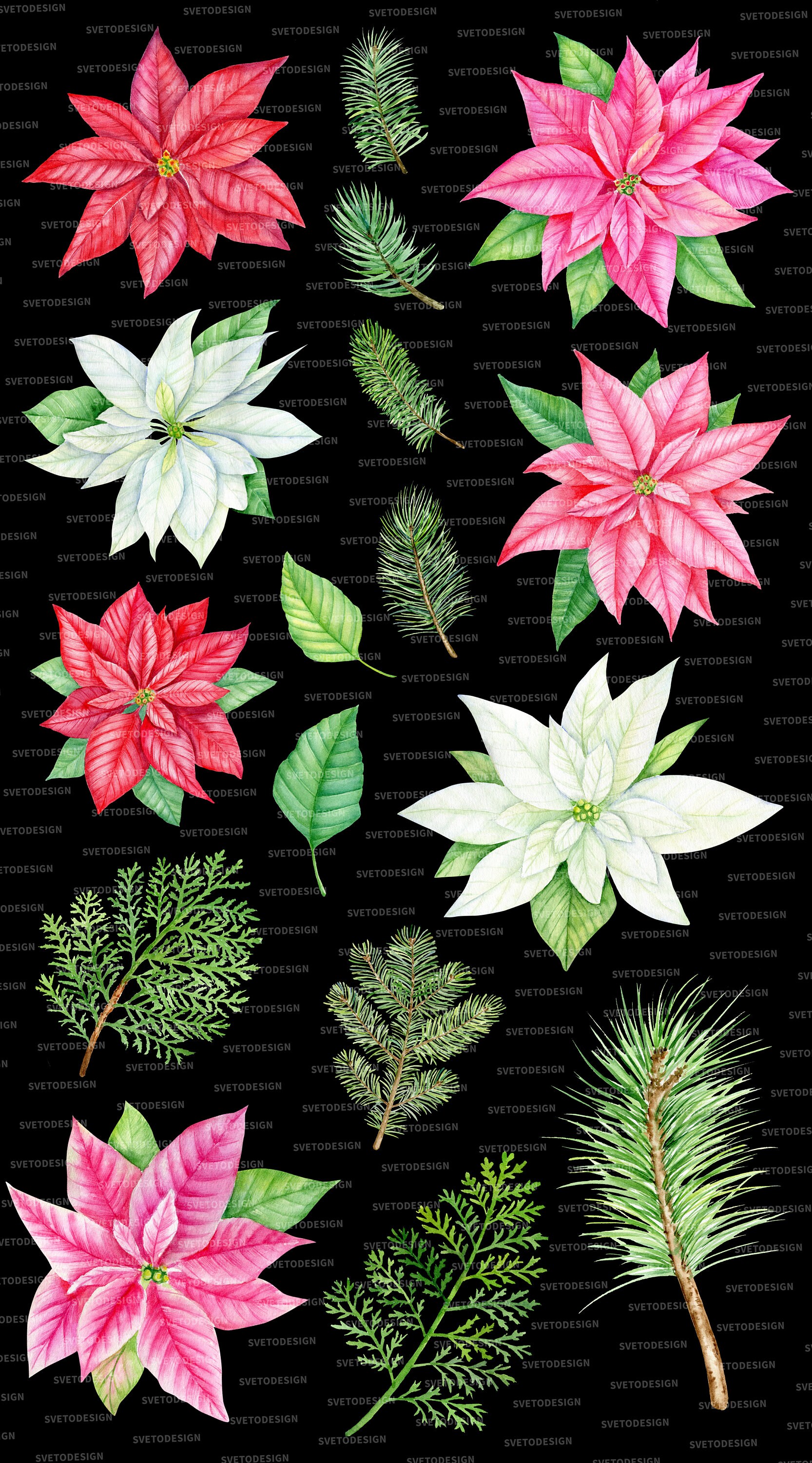 Watercolor Christmas Poinsettia Clipart. Winter Watercolor Hand Painted ...