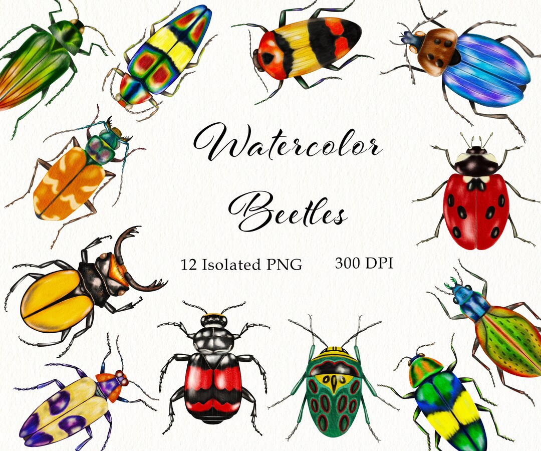 Watercolor Beetles Clipart Bug Insects Bug Catching - Etsy
