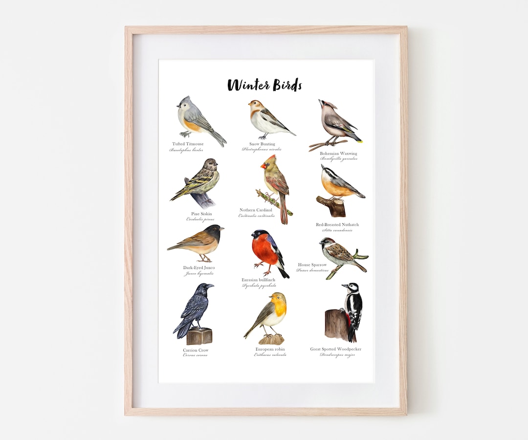 Winter Birds Illustration, Bird Poster, Nature, Educational Poster ...