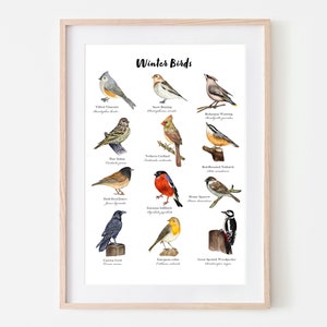 Winter Birds Illustration, Bird Poster, Nature, Educational Poster ...