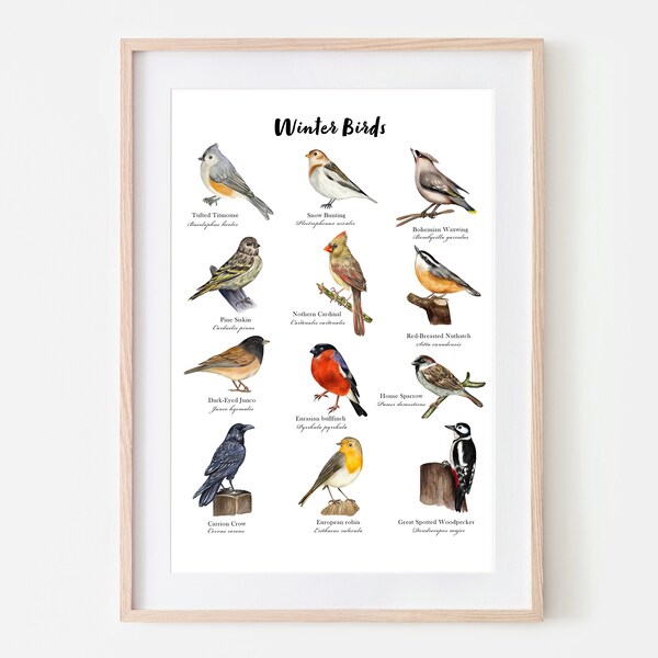 Educational Bird Nature Poster - Etsy