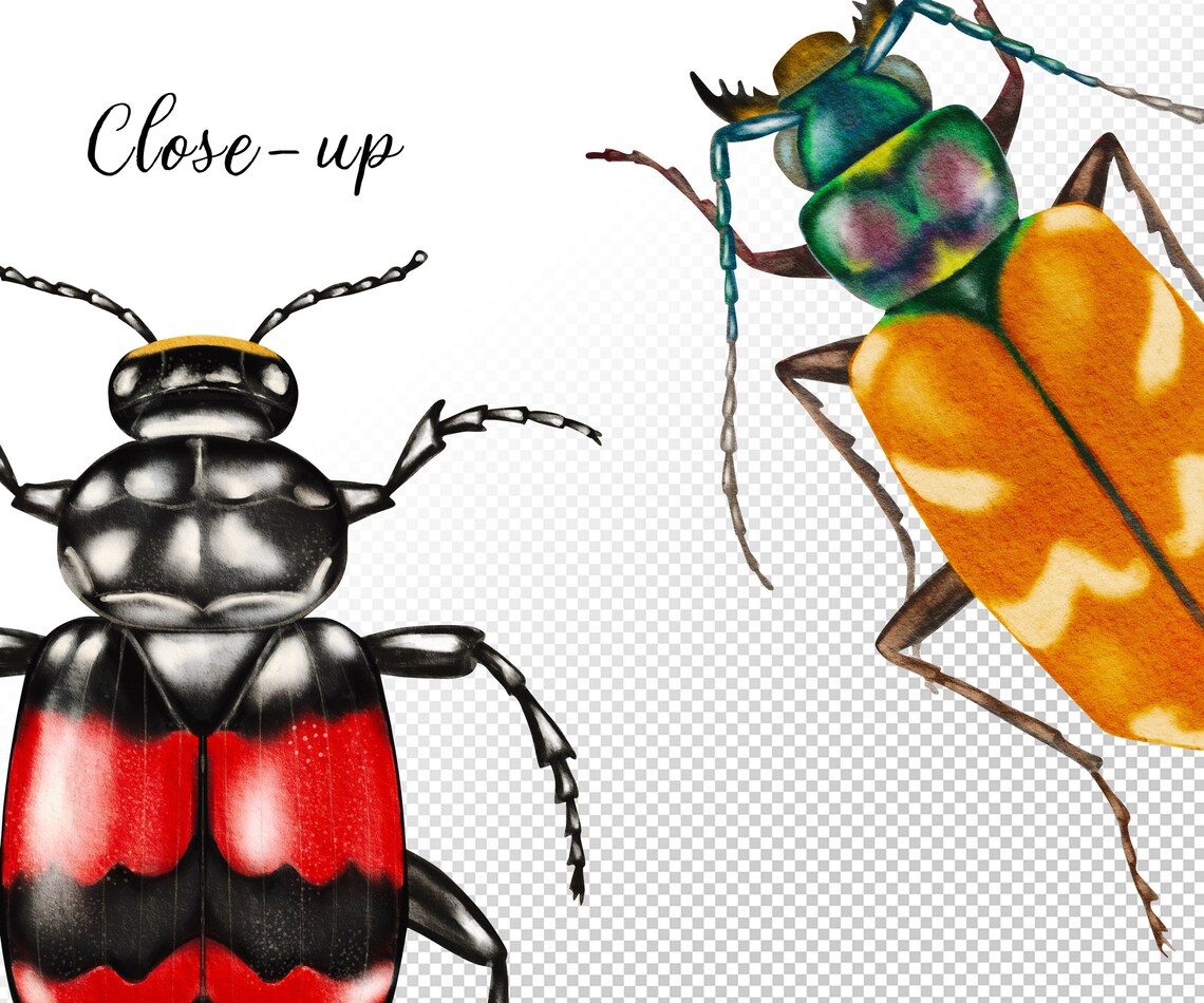 Watercolor Beetles Clipart Bug Insects Bug Catching | Etsy