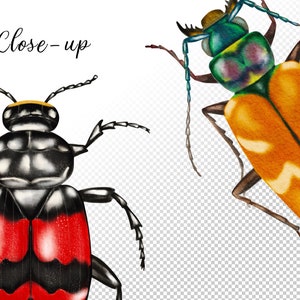 Watercolor Beetles Clipart Bug Insects Bug Catching - Etsy