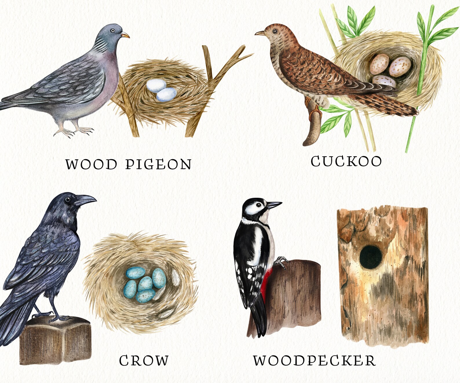 Watercolor Birds and Their Nests Clipart. Hand Painted Birds Houses ...