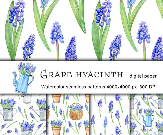 Watercolor Spring Grape Hyacinth Digital Paper Pack. Easter - Etsy