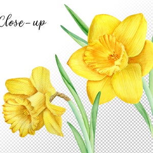 Watercolor Daffodils Clipart Set. Hand Painted Spring Flowers PNG Clip ...