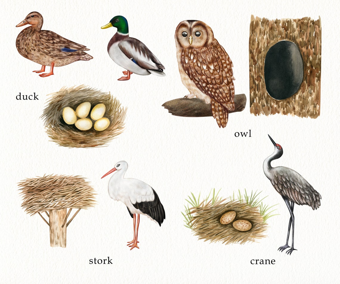 Watercolor Birds and Their Nests Clipart. Hand Painted Birds Houses ...