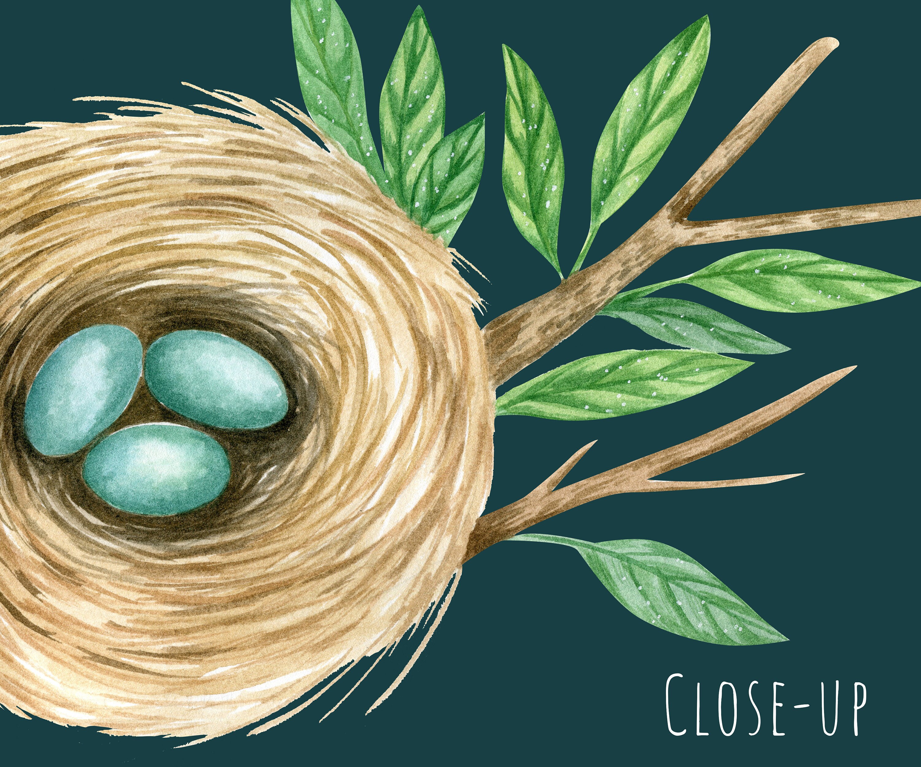 Watercolor Birds Nests and Eggs Clipart. Hand Painted Birds Houses ...