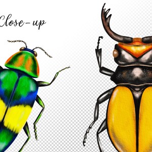 Watercolor Beetles Clipart Bug Insects Bug Catching - Etsy