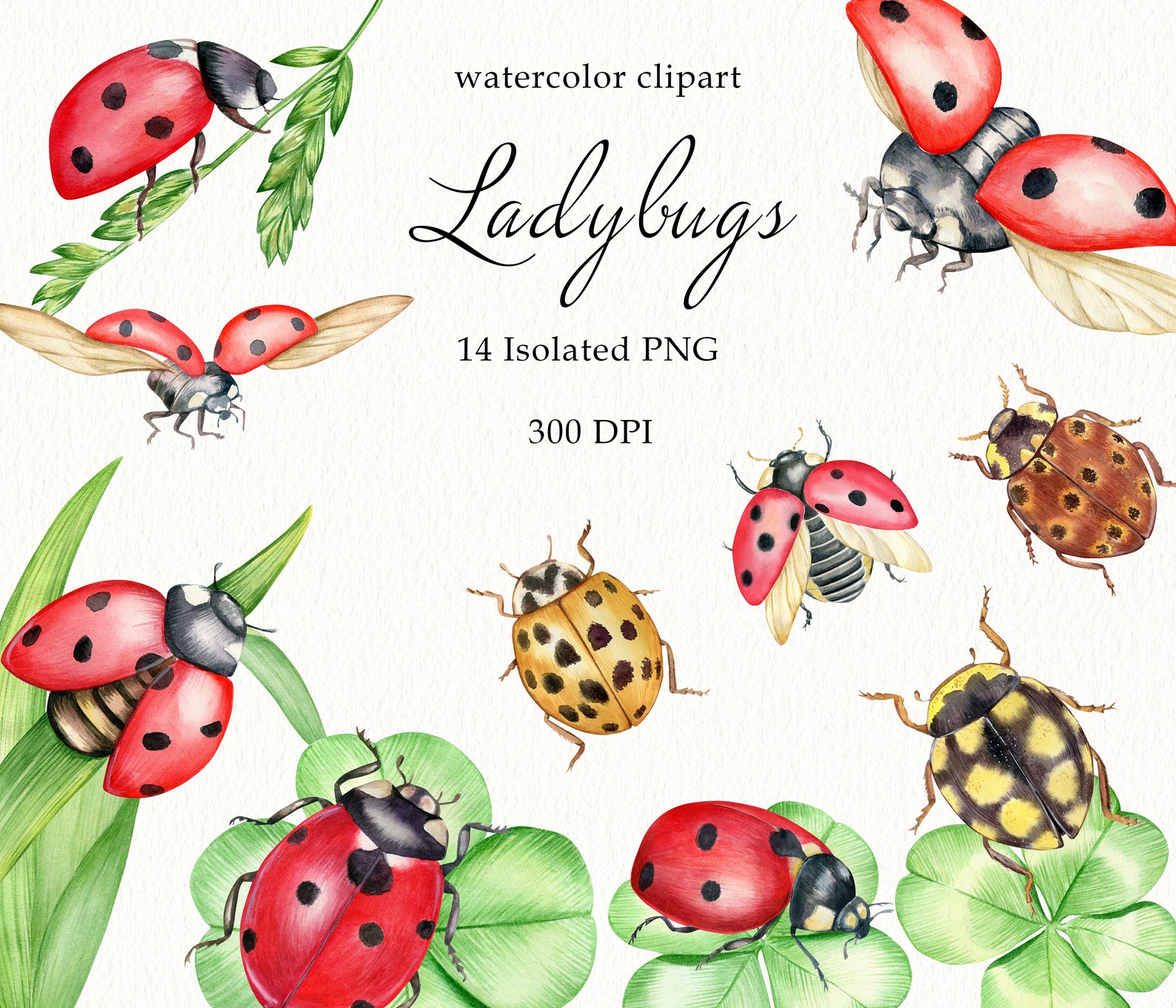 Watercolor Ladybugs Clipart Bug Coccinellidae Bug Catching - Etsy