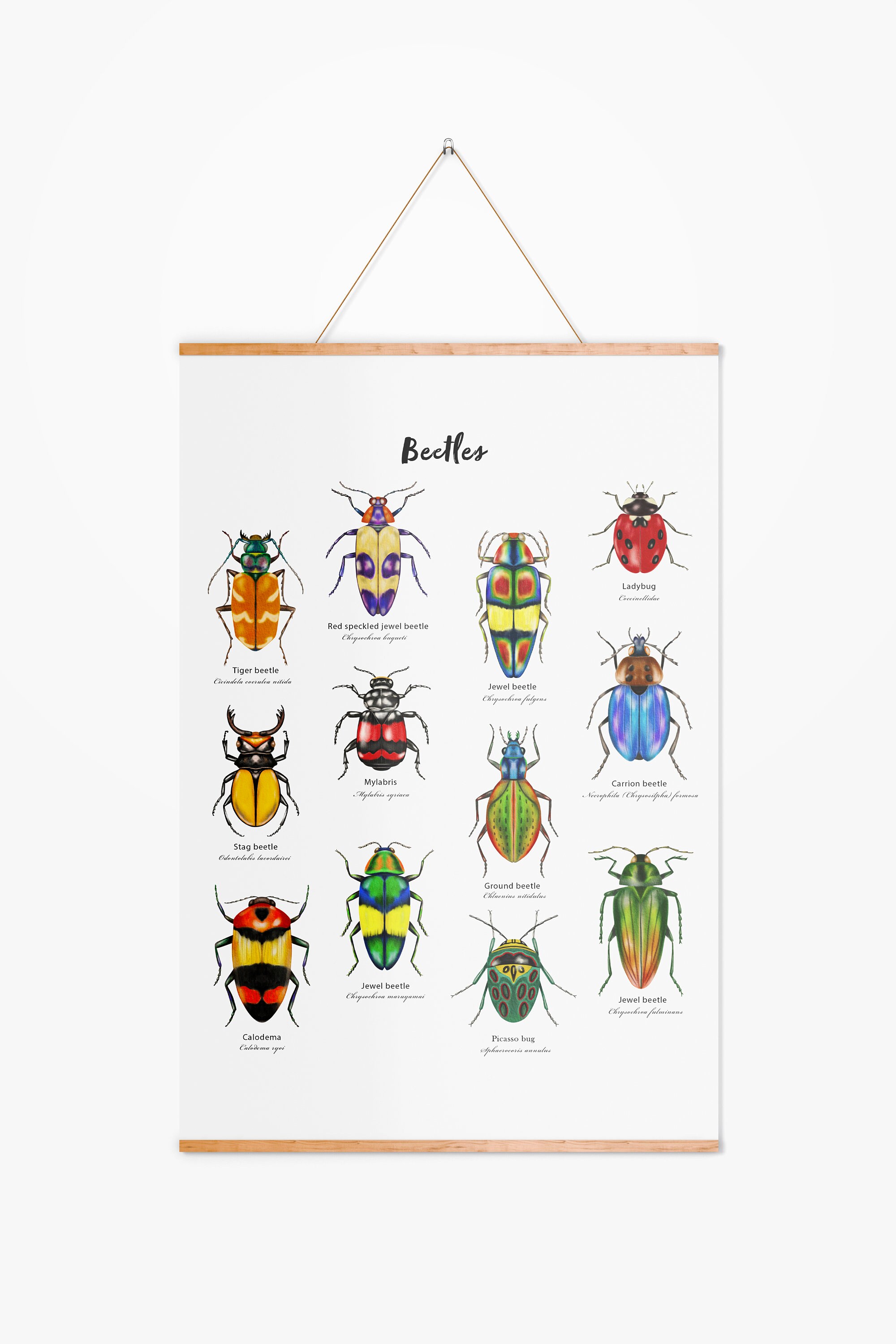 Watercolor Beetles Illustration Bug Poster Educational - Etsy