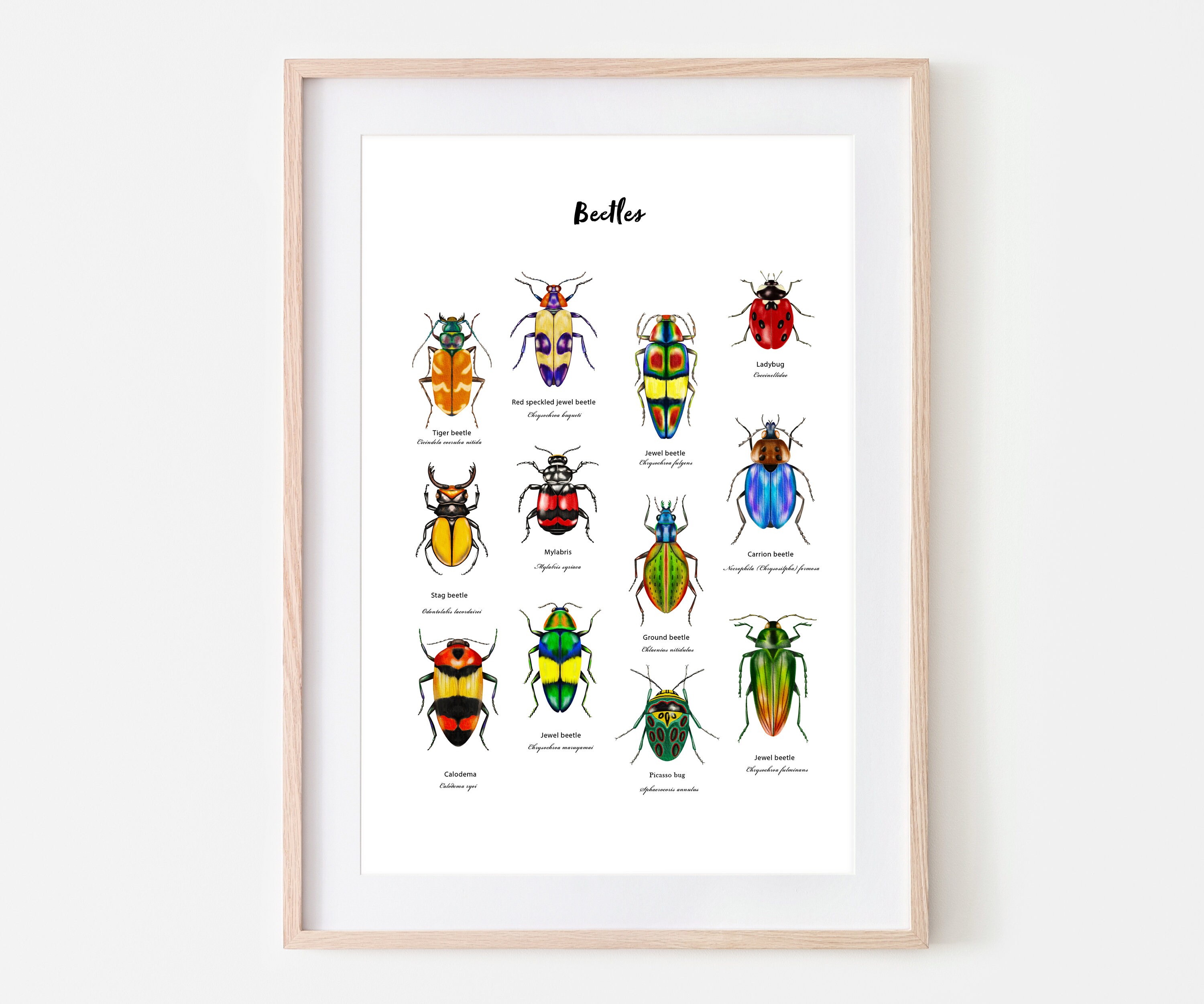 Watercolor Beetles Illustration Bug Poster Educational - Etsy