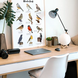Winter Birds Illustration, Bird Poster, Nature, Educational Poster ...