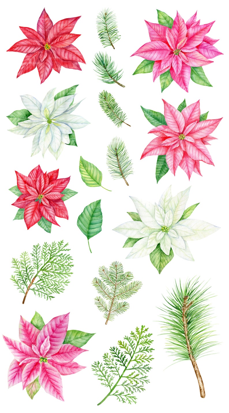 Watercolor Christmas Poinsettia Clipart. Winter Watercolor Hand Painted ...