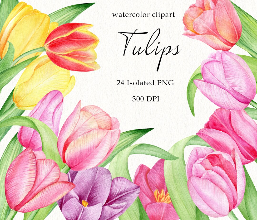 Watercolor Tulips Clipart. Hand Painted Spring Pink, Red and Yellow ...