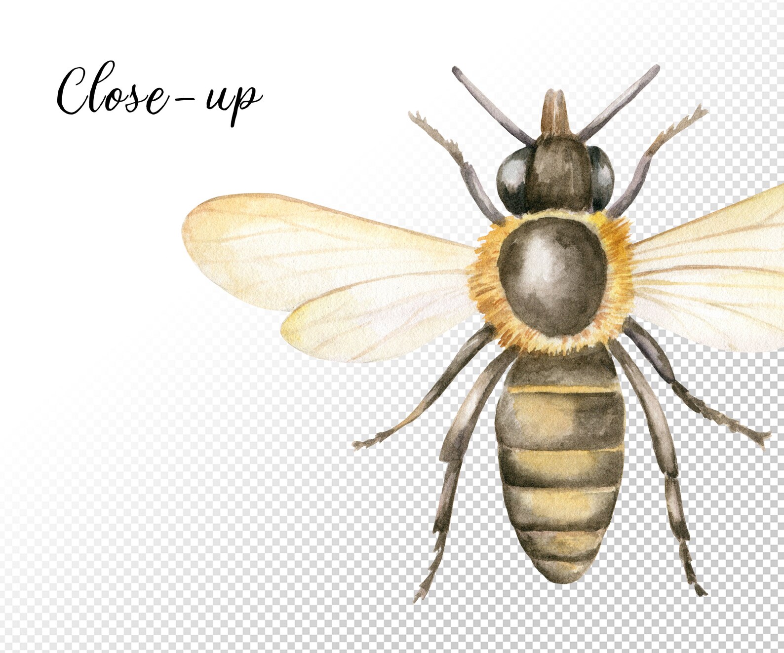 Watercolor Honey Bee Clipart Set. Hand Painted Vintage Insects | Etsy