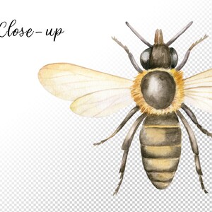 Watercolor Honey Bee Clipart Set. Hand Painted Vintage Insects ...