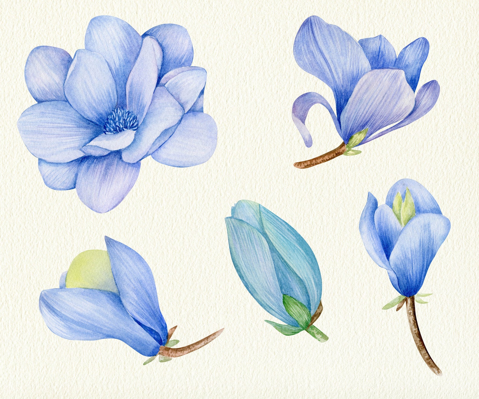 Watercolor Blue Magnolia Floral Clipart Set. Spring Flowers - Etsy