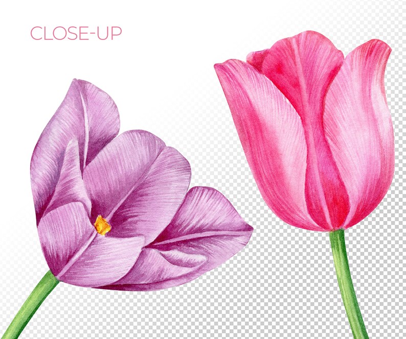 Watercolor Tulips Clipart. Hand Painted Spring Pink Red and - Etsy