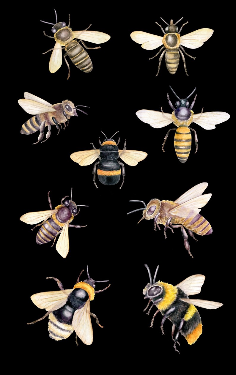Watercolor Honey Bee Clipart Set. Hand Painted Vintage Insects | Etsy