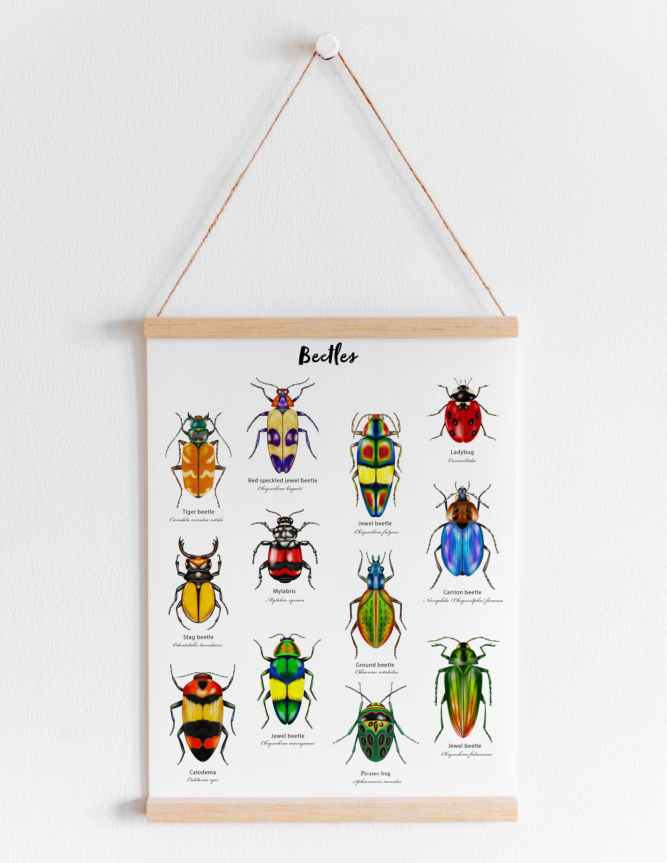 Watercolor Beetles Illustration Bug Poster Educational - Etsy