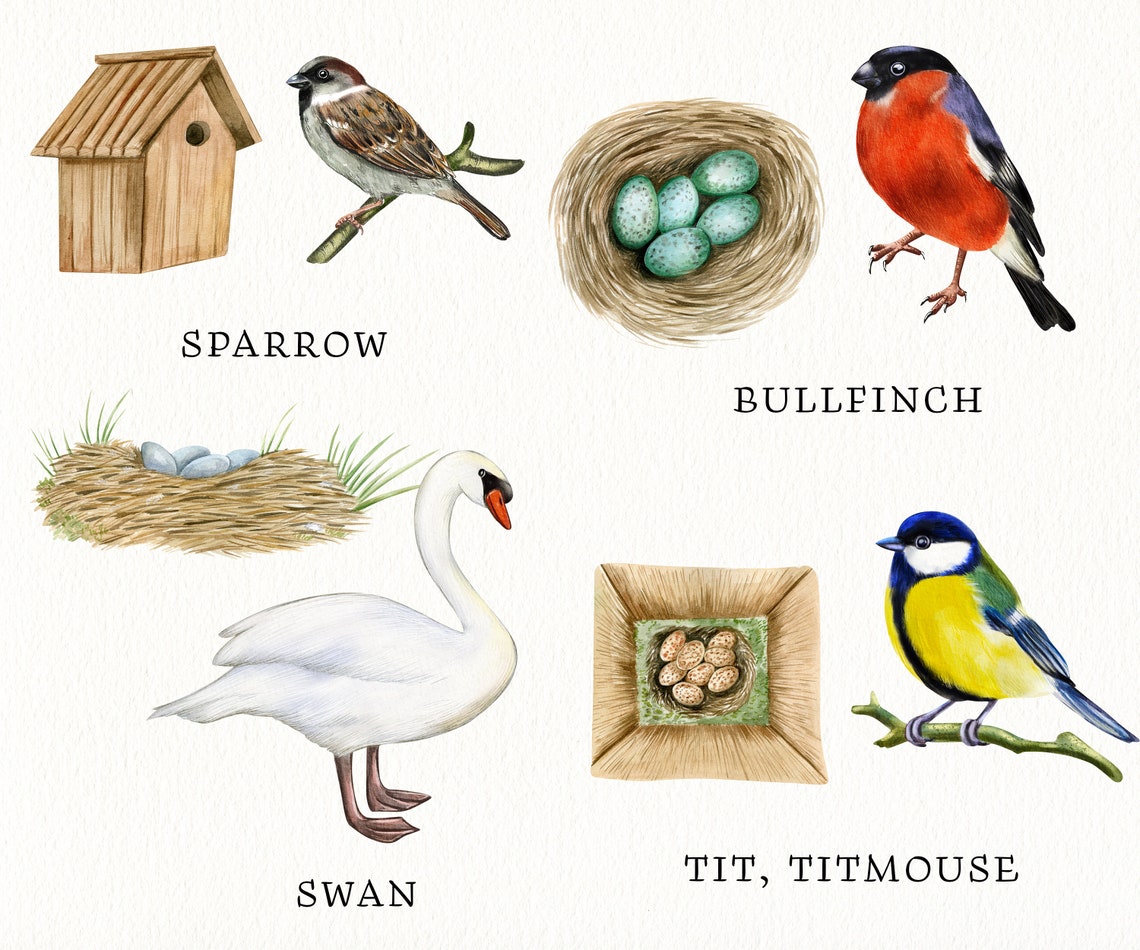 Watercolor Birds and Their Nests Clipart. Hand Painted Birds Houses ...