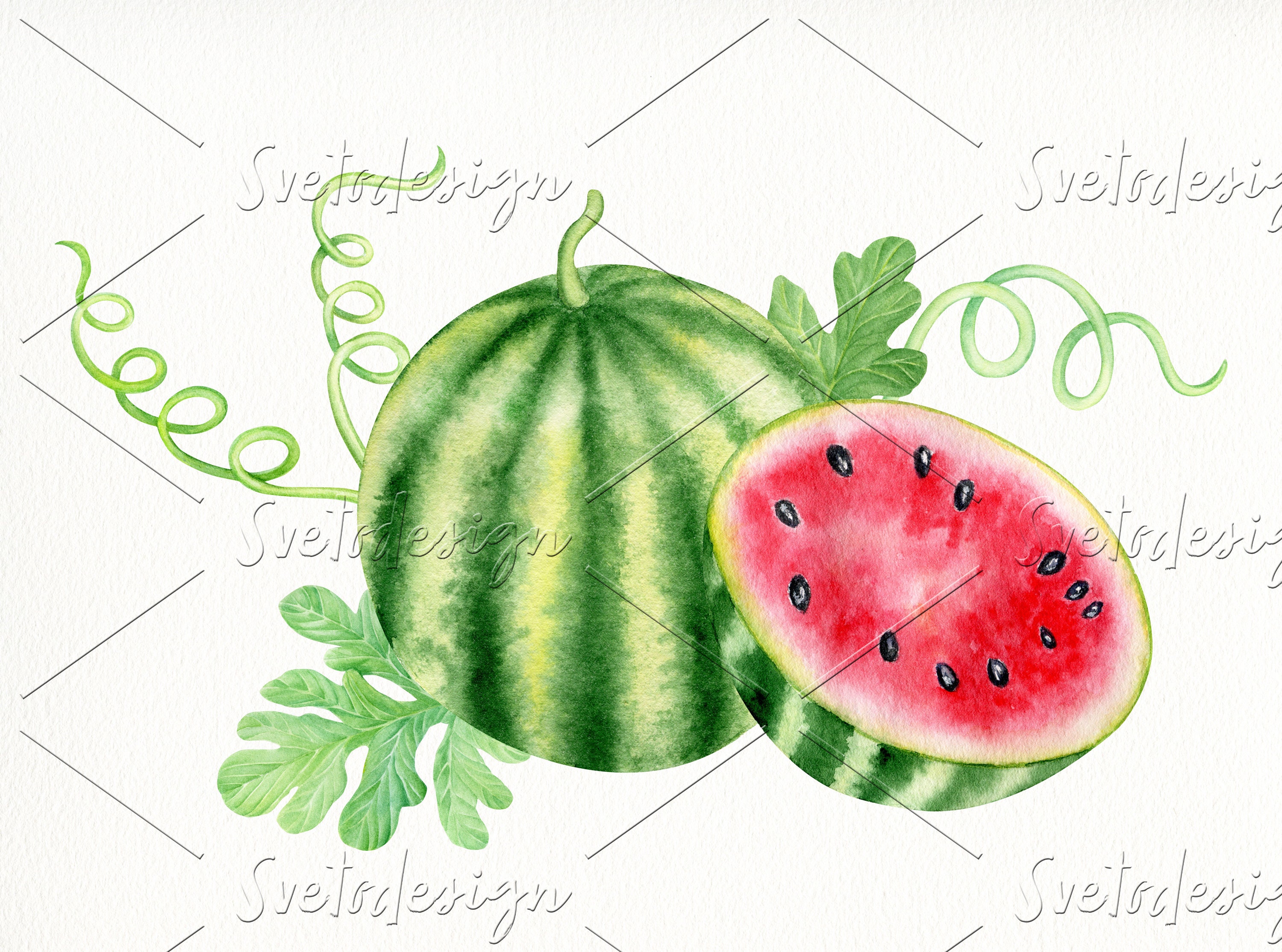 Watercolor Watermelon Clipart Set. Summer Juicy Watermelons, Dessert ...