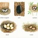 Watercolor Birds Nests and Eggs Clipart. Hand Painted Birds Houses ...
