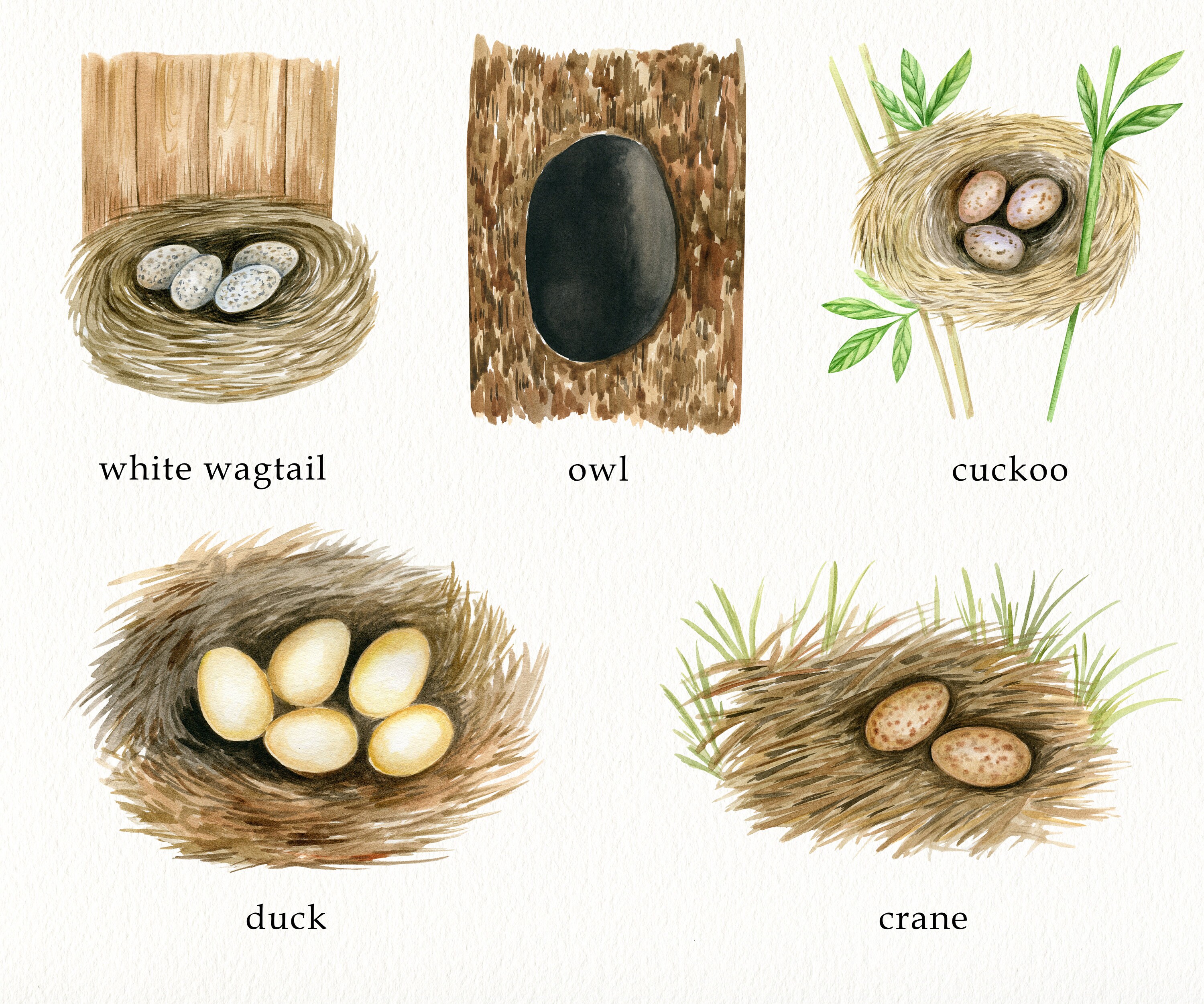 Watercolor Birds Nests and Eggs Clipart. Hand Painted Birds Houses ...