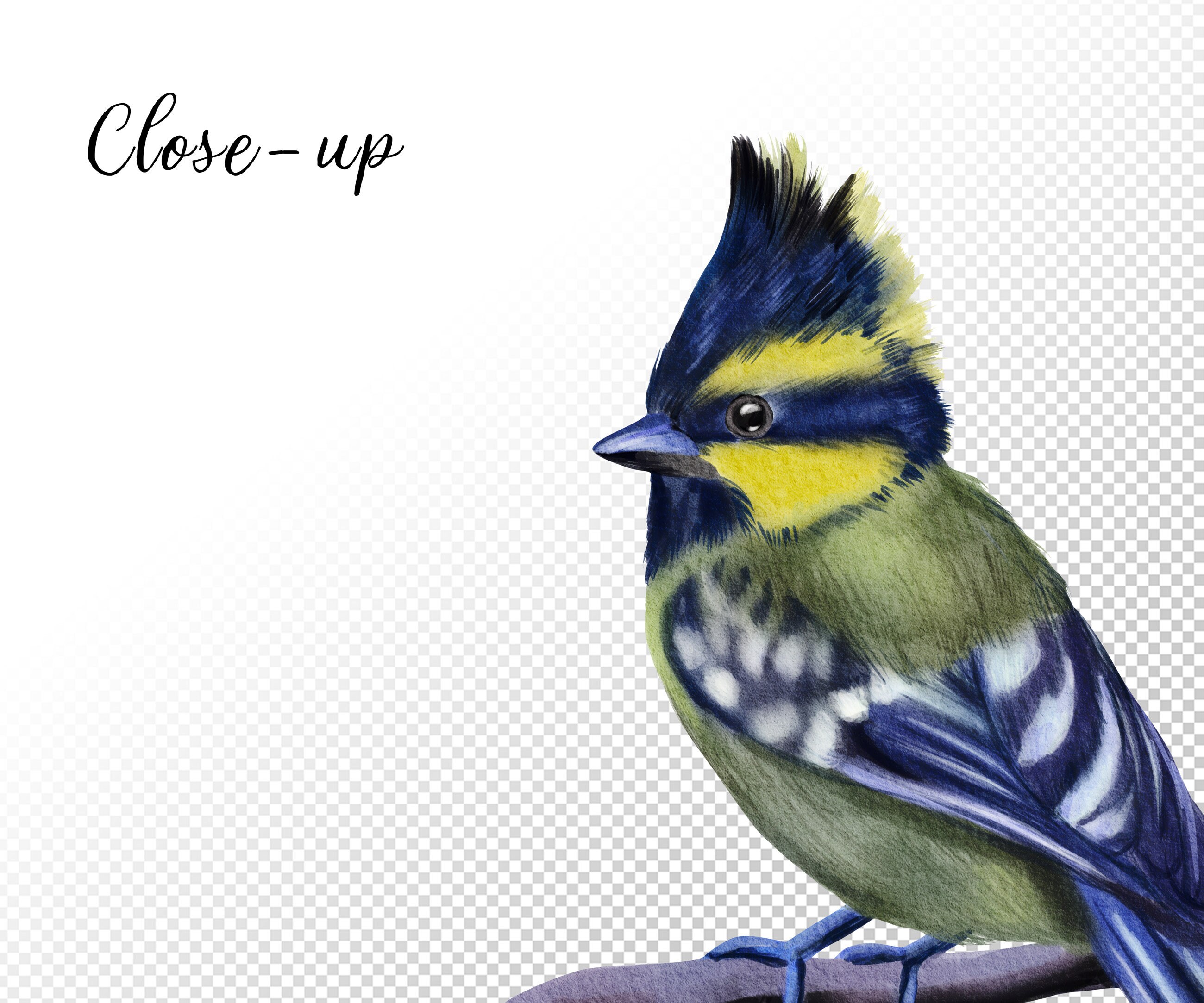 Watercolor Birds Clipart. Hand Painted Small Birds Set. Spring | Etsy