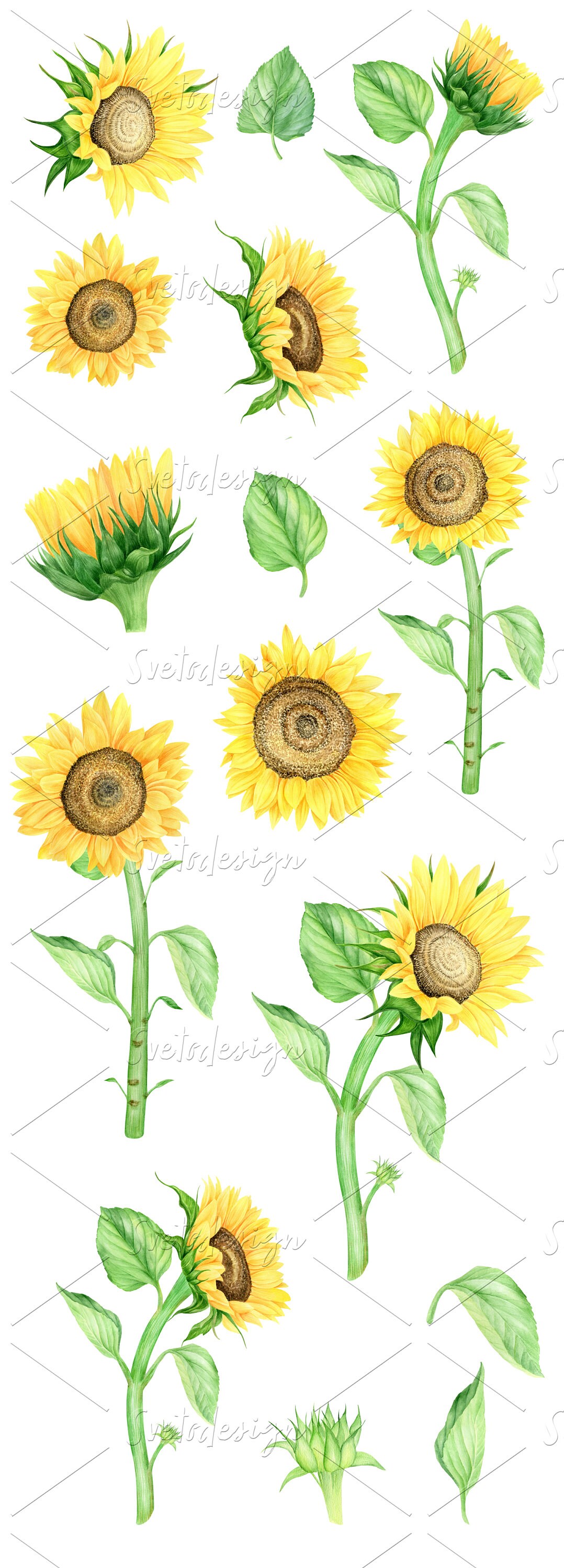 Watercolor Sunflowers Clipart Set. Summer Flowers PNG Clip | Etsy