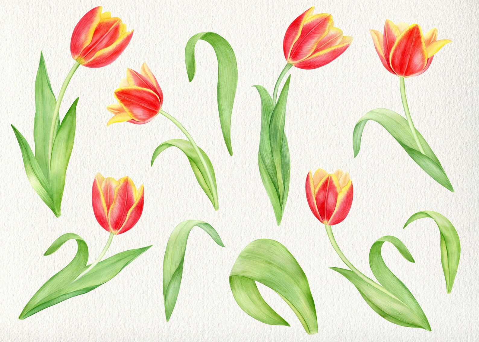 Watercolor tulips clipart. Hand painted spring red and yellow | Etsy
